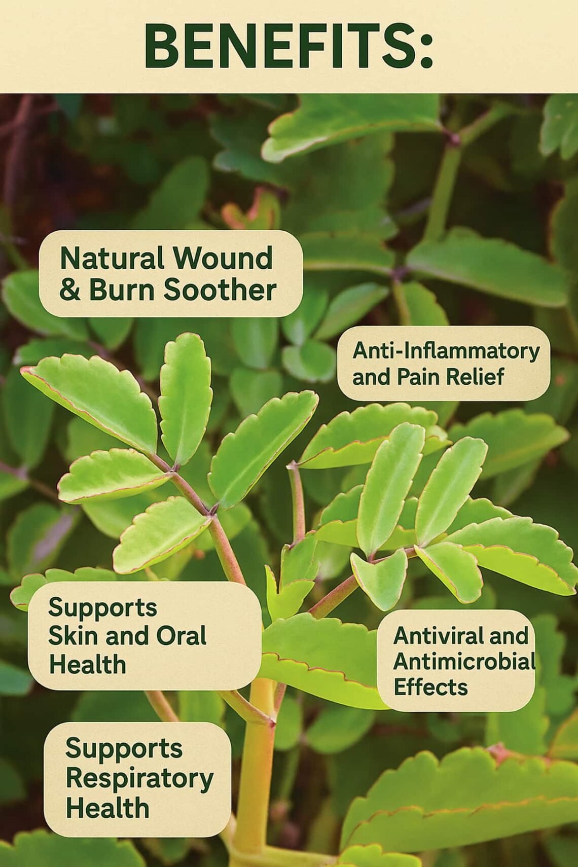 Life Plant Benefits and Use in Recipes: Healing and Flavorful